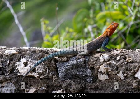 A rainbow agama on a stone wall in its native land Kenya. A colourful ...