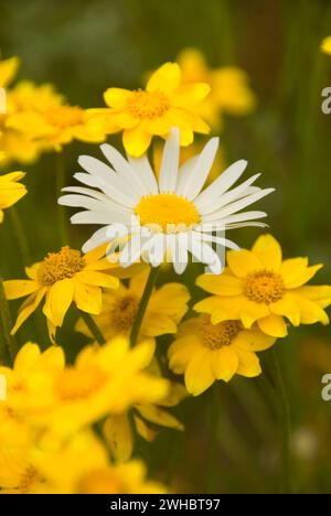 Daisy and Oregon sunshine, Niagara County Park, Oregon Stock Photo - Alamy
