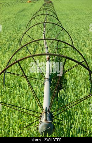 Wheat field with irrigation pipe, Marion County, Oregon Stock Photo - Alamy