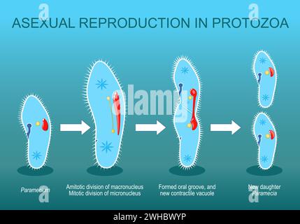 Mitosis. Cell division. Asexual reproduction. process of a single cell ...