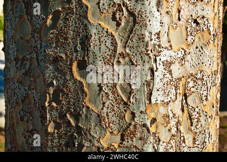 Lacebark Chinese Elm (Ulmus parvifolia) - tree bark detail - Oklahoma ...