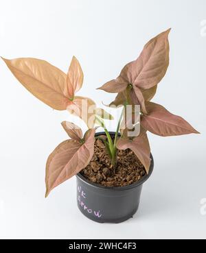 Syngonium Podophyllum Pink Splash Red Spot Potted Plant over Grey ...