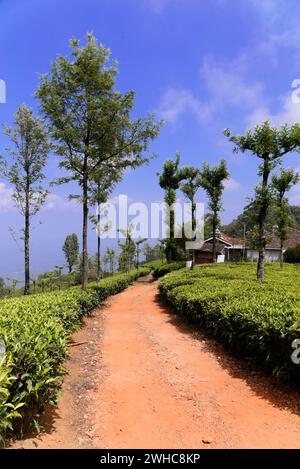 Tea plantations, Mysore, South India, India Stock Photo - Alamy