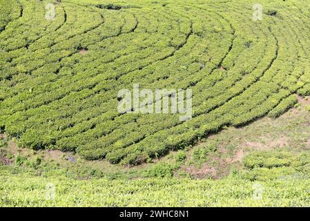 Tea plantations, Mysore, South India, India Stock Photo - Alamy