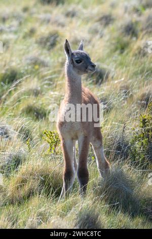 Guanaco (Llama guanicoe), Huanaco, young animal in backlight, juvenile ...