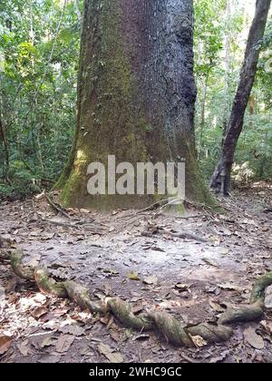 The Bertholletia excelsa, also known as the Brazil nut tree, is a large ...