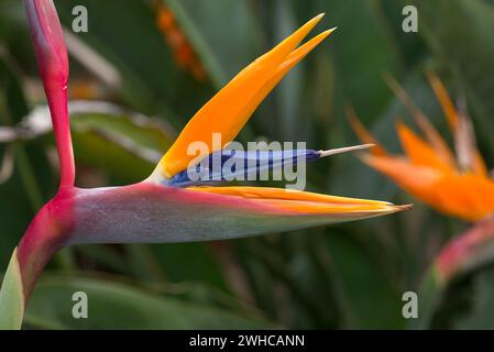 Flowering strelitzias (Strelitzia), Botanical Garden, Erlangen, Middle ...
