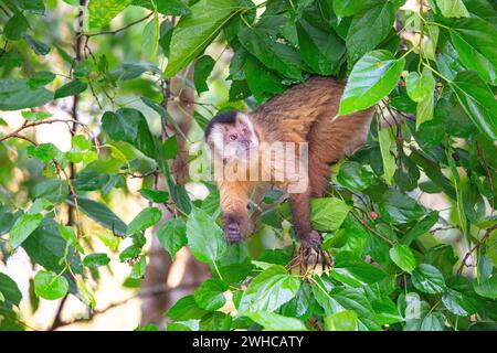 Crested capuchin (Cebus apella) Pantanal Brazil Stock Photo - Alamy