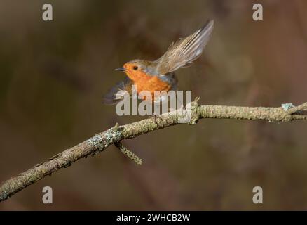 Robin, flying from a branch, close up, in a forest, in Scotland Stock ...