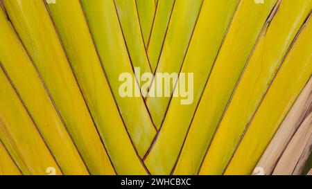 Petiole pattern of Traveller's Palm Leaves Stock Photo - Alamy