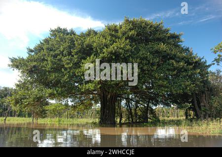 Ficus elastica (Also known as the rubber fig, rubber bush, rubber tree ...