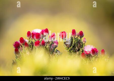Cape everlasting (Phaenocoma prolifera Stock Photo - Alamy