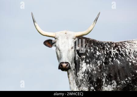 Nguni, South Africa, Western Cape Province, Overstrand, cow, cattle ...