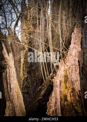 Broken off stump of an old tree Stock Photo - Alamy