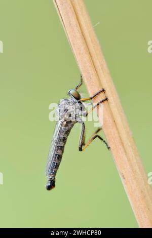 Garden robber fly (Neomochtherus geniculatus), male, North Rhine ...