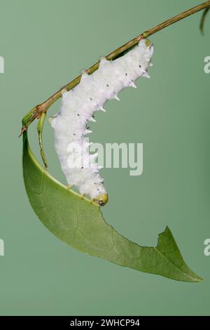 Tree of God moth or Ailanthus moth (Samia cynthia), caterpillar Stock ...