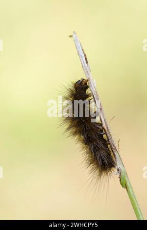 Moth, Water Ermine (Spilosoma urticae) Larva close-up on leaf Stock ...