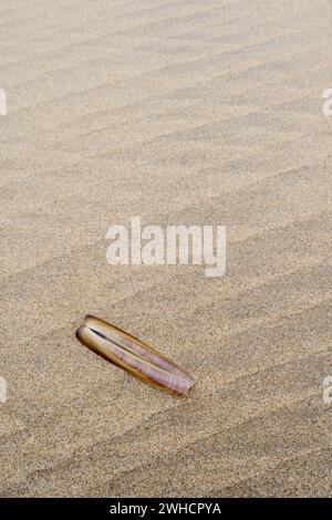 Razor shell on the beach Stock Photo - Alamy