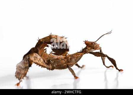 Australian ghost insect (Extatosoma tiaratum), female on one hand Stock ...