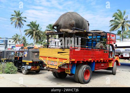 Elephant transport by lorry, Fort Kochi, Kochi, Kerala, South India ...