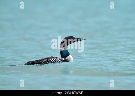 Common loon (Gavia immer), Banff National Park, Alberta, Canada Stock ...