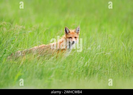 Red fox (Vulpes vulpes), Waterton Lakes National Park, Alberta, Canada ...
