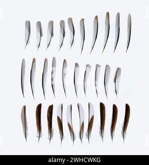 Yellowhammer (Emberiza citrinella), feathers Stock Photo - Alamy