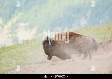 American bison (Bos bison), bull taking a dust bath, Alberta, Canada ...