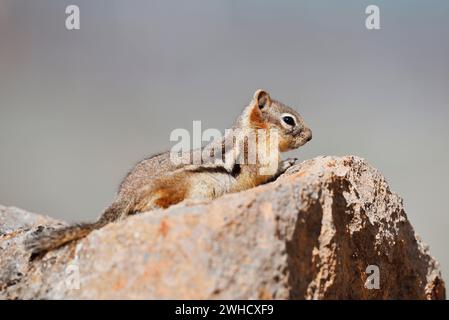 Golden mantle gopher (Callospermophilus lateralis, Spermophilus ...