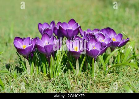 Crocus (Crocus spec.), North Rhine-Westphalia, Germany Stock Photo - Alamy
