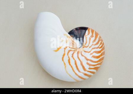 Shell of the pearl boat (Nautilus sp Stock Photo - Alamy