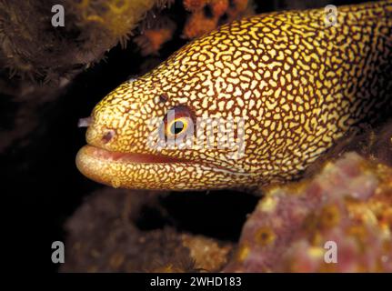 Rainbow moray eels, Caribbean, Central America Stock Photo - Alamy