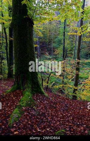 Nature reserve Naturwaldreservat Waldhaus mit Feuchtbereich im ...