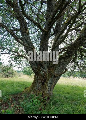 Landscape in the 'Hohe Rhön' nature reserve between Basaltsee and ...
