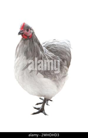 Grey Brahma hen Stock Photo - Alamy