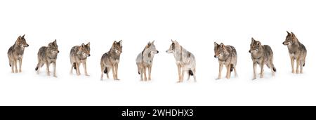 collage of wolves (canis lupus) isolated on snow on a white background ...