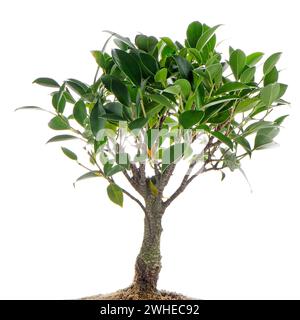 A bonsai miniature of a Chinese Elm (ulmus parvifolia) tree on display ...