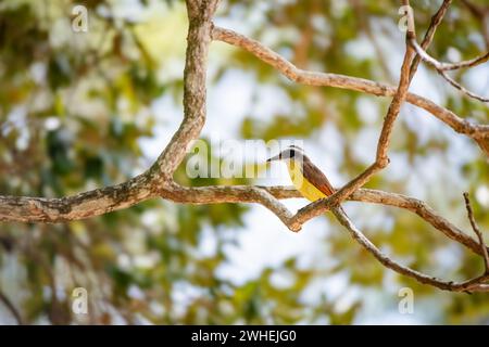 Great Kiskadee backlit Pitangus sulphuratus San Gerardo de Dota, Costa ...