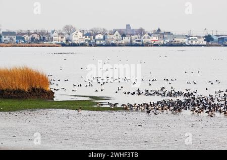 Jamaica Bay Wildlife Refuge with view of Broad Channel and flock of ...
