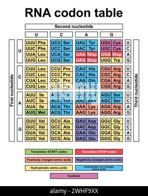 RNA codon table, illustration Stock Photo - Alamy