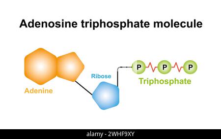 ATP-ADP cycle, illustration Stock Photo - Alamy
