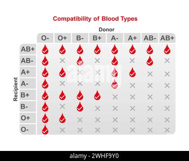 ABO blood type compatibility, illustration Stock Photo - Alamy