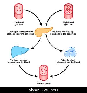 Blood sugar regulation illustration. Labeled process cycle scheme ...