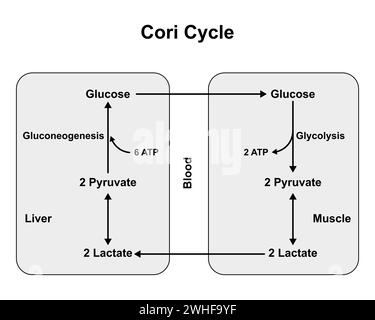 Blood sugar regulation illustration. Labeled process cycle scheme ...