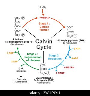 Calvin cycle, illustration Stock Photo - Alamy