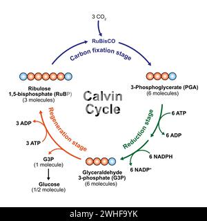 Calvin cycle, illustration Stock Photo - Alamy