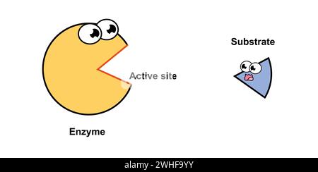 Enzyme activity mechanism, illustration Stock Photo - Alamy