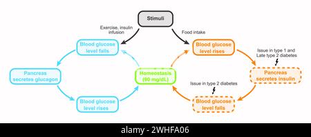 Blood sugar regulation illustration. Labeled process cycle scheme ...