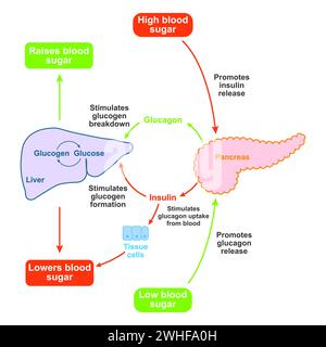 Blood sugar regulation illustration. Labeled process cycle scheme ...