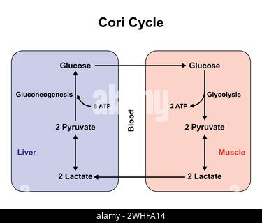 Blood sugar regulation illustration. Labeled process cycle scheme ...